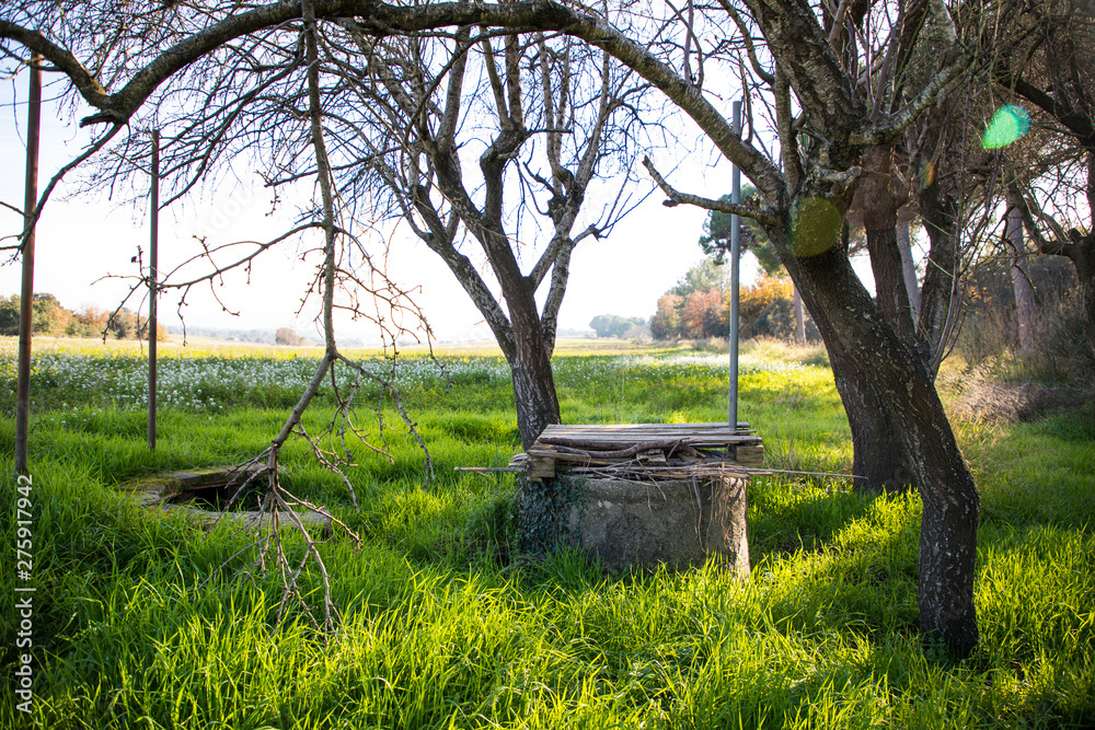 Old water well on green field with flowers under tree without leaves on ...