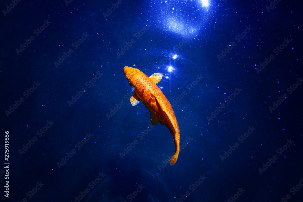 Goldfish in dark blue glowing water, red and yellow japanese koi carp ...