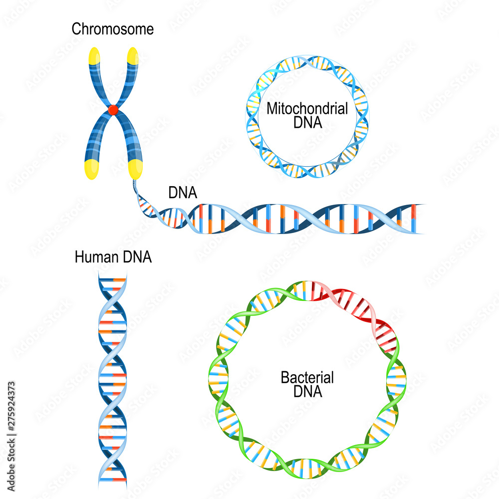 Human DNA - double helix, circular prokaryote chromosome (Bacterial DNA ...