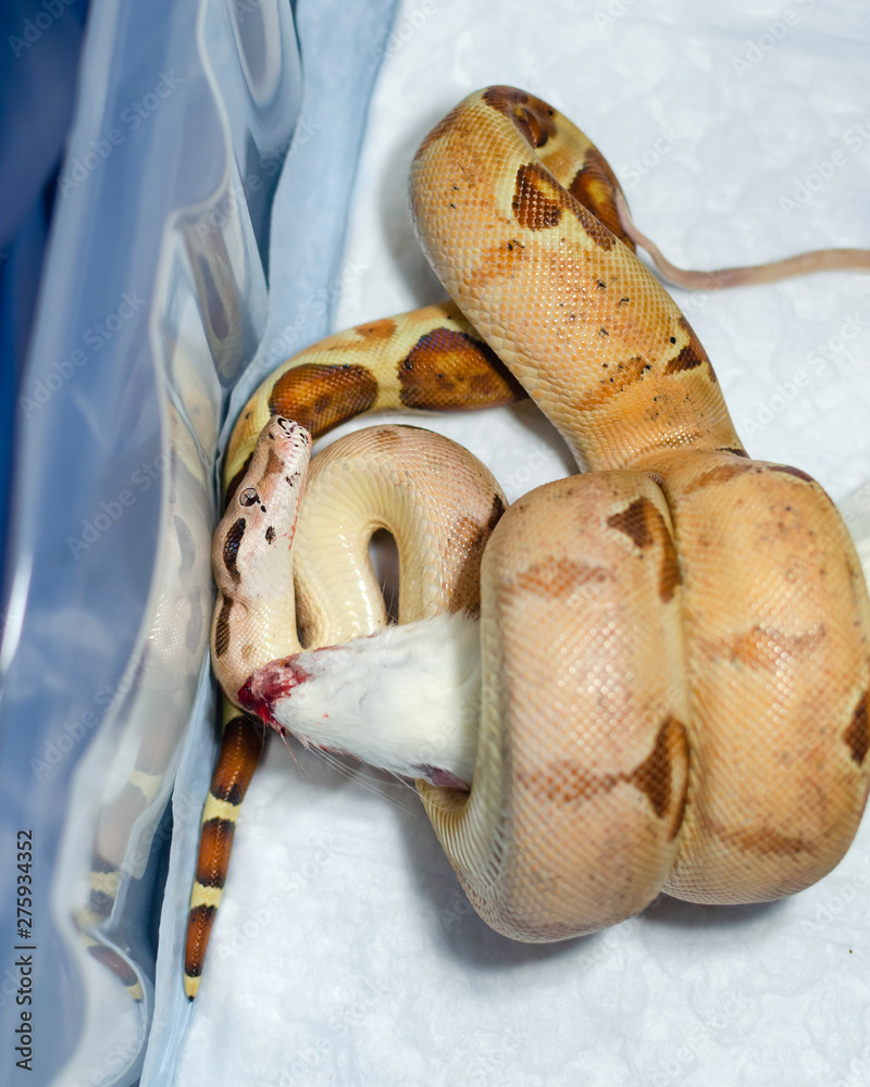 Boa constrictor imperator salmon eating a rat. Exotic animals in the ...