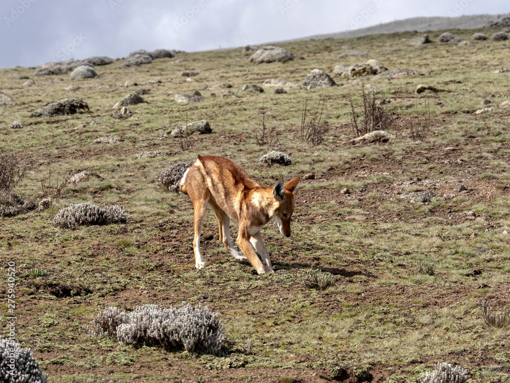 The Rarest Canine Beast,Ethiopian wolf, Canis simensis, Big-headed ...