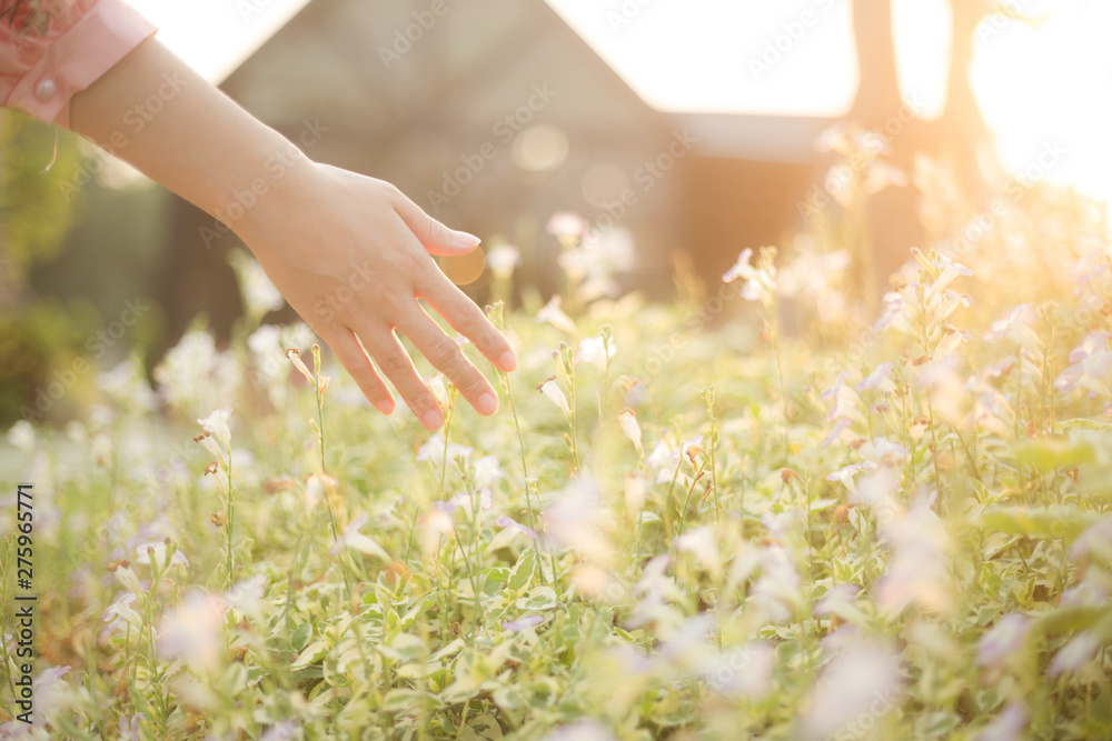 Woman hand running through meadow field with wilde flowers. Girl's hand ...