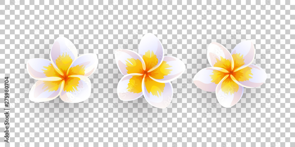 Vector illustration of plumeria flowers. Stock Vector | Adobe Stock