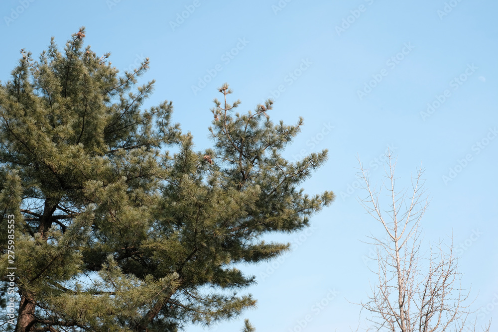 Plants part of pine branch and dry tree in Seoul Stock Photo | Adobe Stock