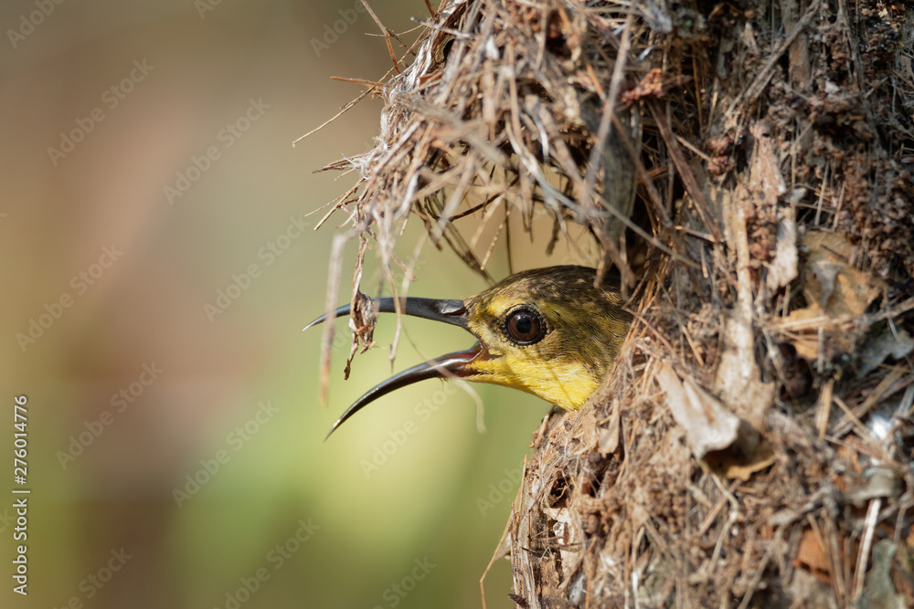 Olive-backed sunbird - Cinnyris jugularis building its nest, also known ...