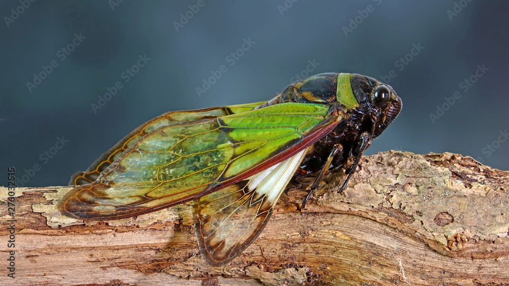 Cicadas : Odd green glasswing Alien head cicada (Salvazana mirabilis ...