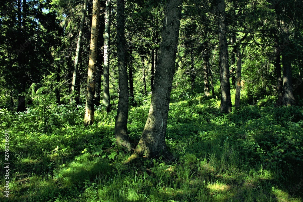 Beautiful Siberian taiga under the rays of the summer sun. Stock Photo ...