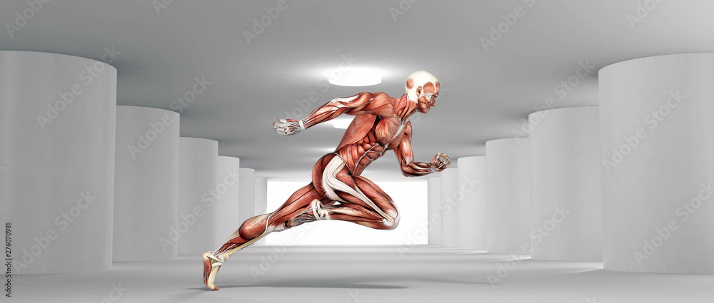 Muscular system running Stock Illustration | Adobe Stock