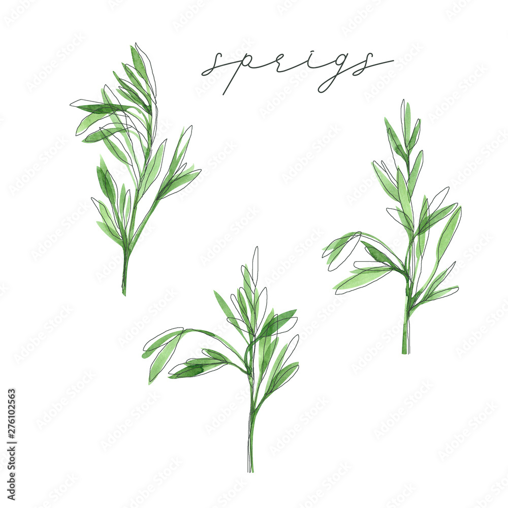 Watercolor set of sprigs. Hand drawn summer illustration. Perfect for ...