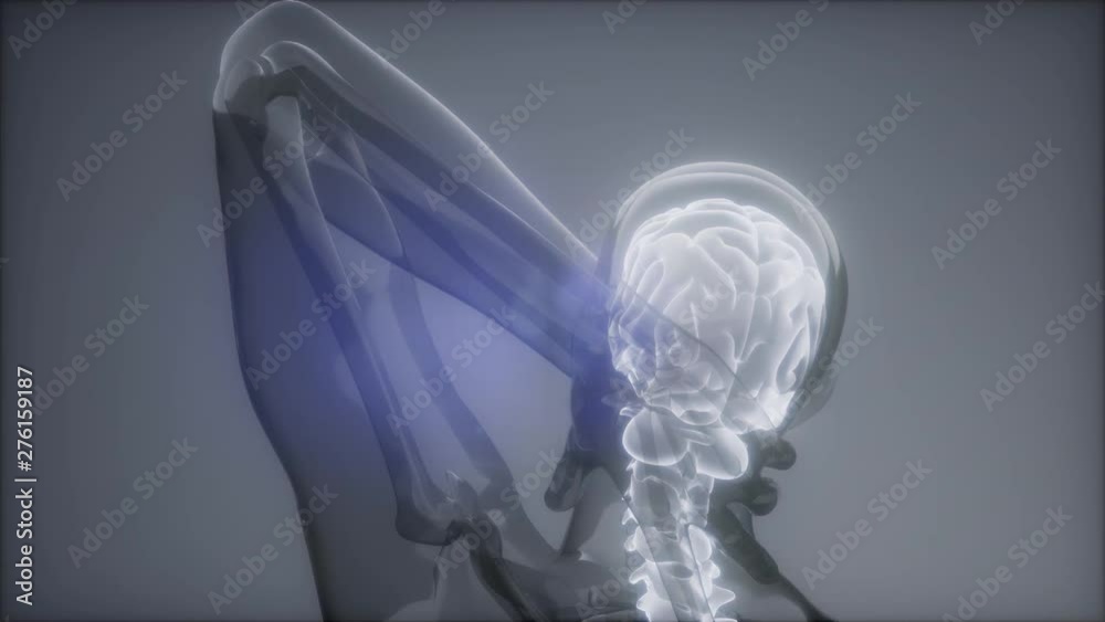 backache in backbone. science anatomy scan of human spine bones glowing ...