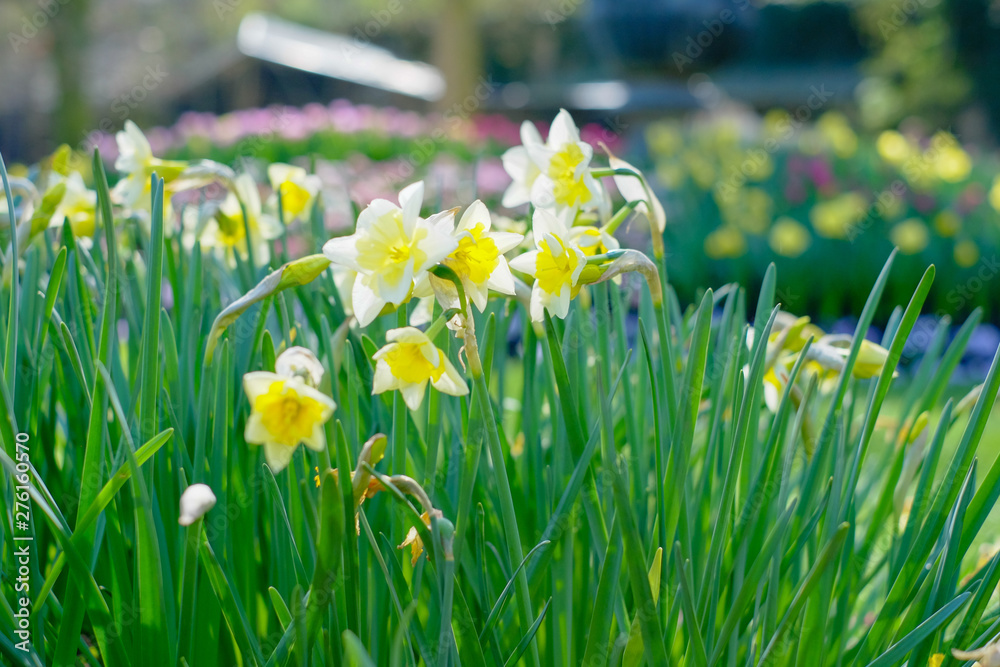 Amazingly beautiful Yellow Daffodils or narcis flowers, Narcissus ...