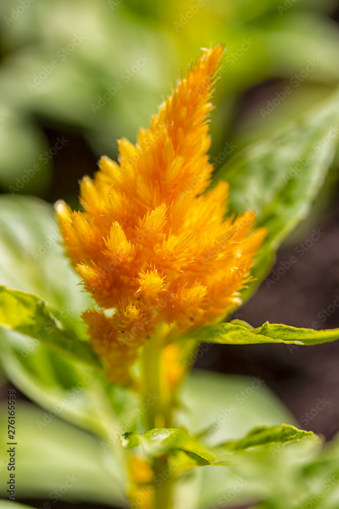 Panicle Flower