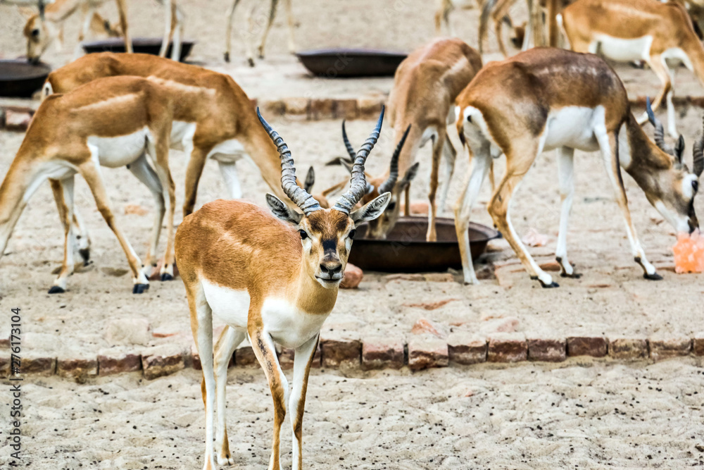 Beautiful wild animal Blackbuck deer (Antilope cervicapra) or Indian ...