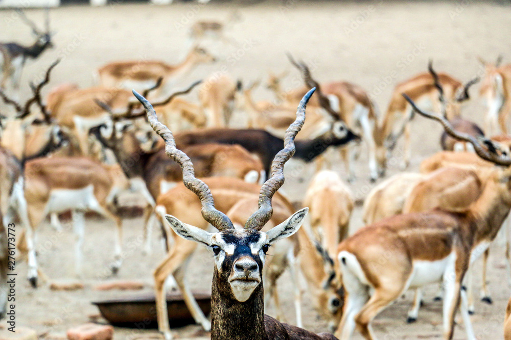 Beautiful wild animal Blackbuck deer (Antilope cervicapra) or Indian ...