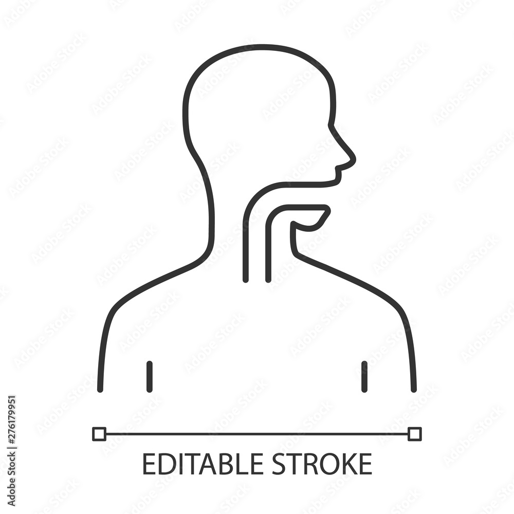 Healthy throat linear icon. Oral cavity, pharynx, esophagus in good ...