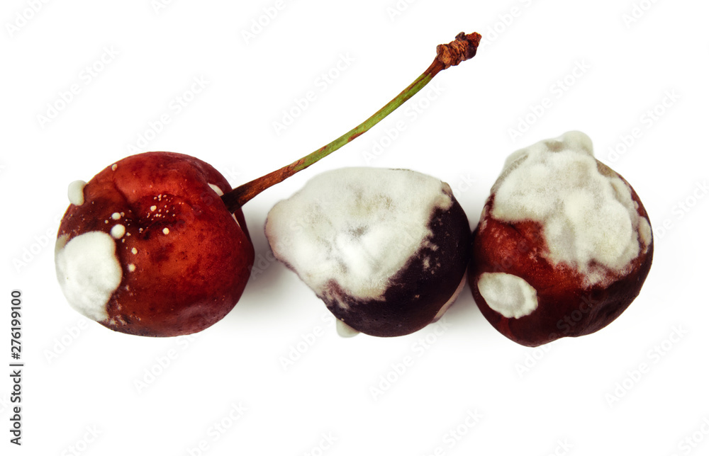 Rotten sweet cherry from the fridge, spoiled fruits. Isolated on white ...
