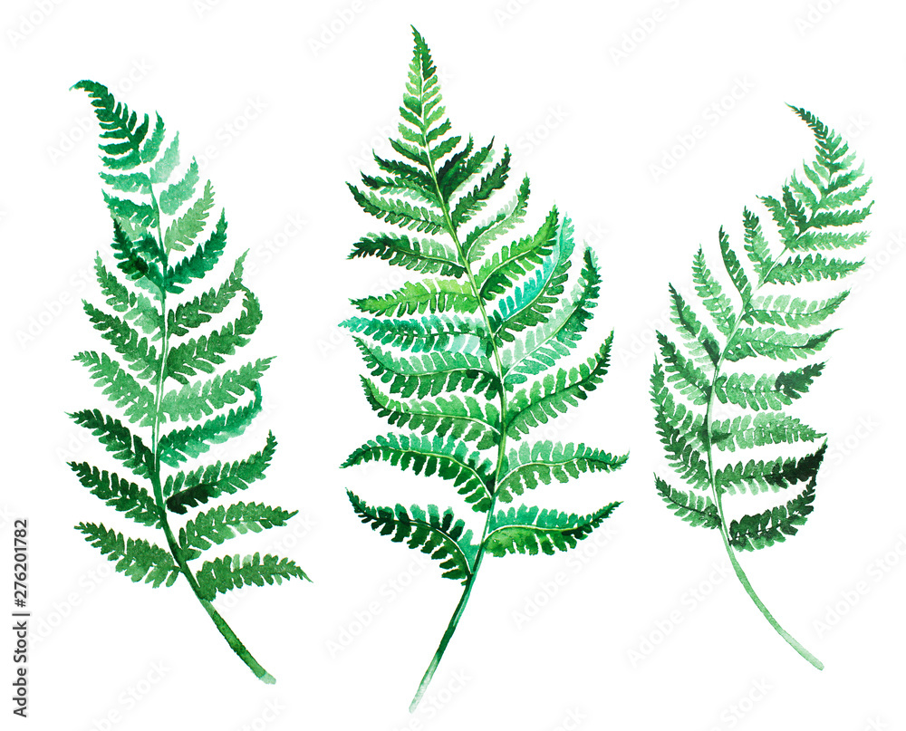 Watercolor artistic handpainted green fern leaves template isolated on ...