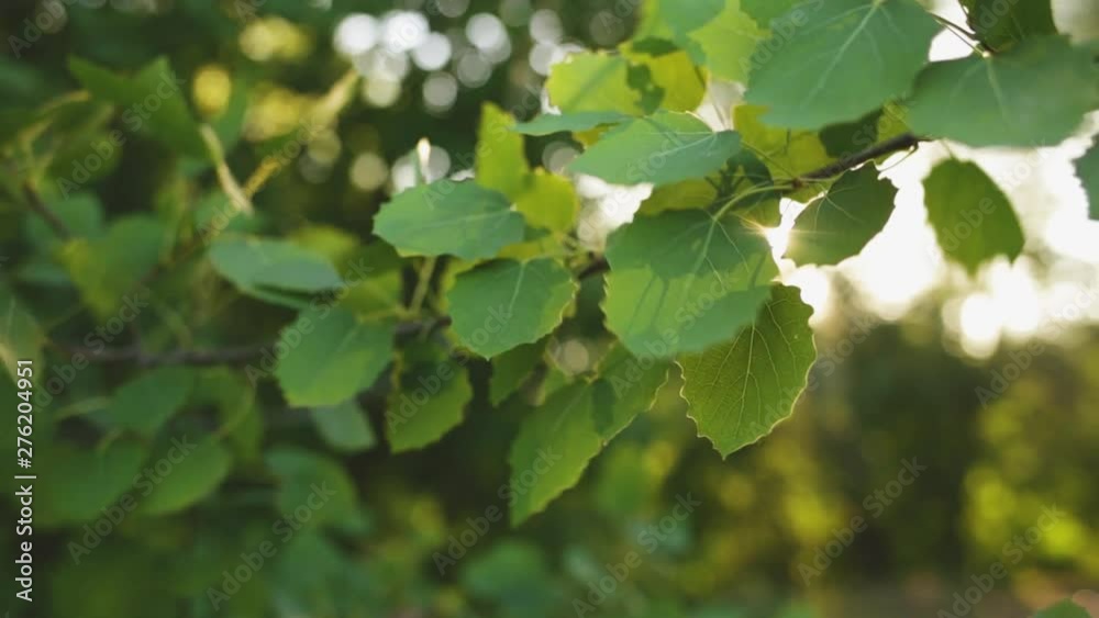 Beautiful green branches of tree isolated on sunny sunset sky ...