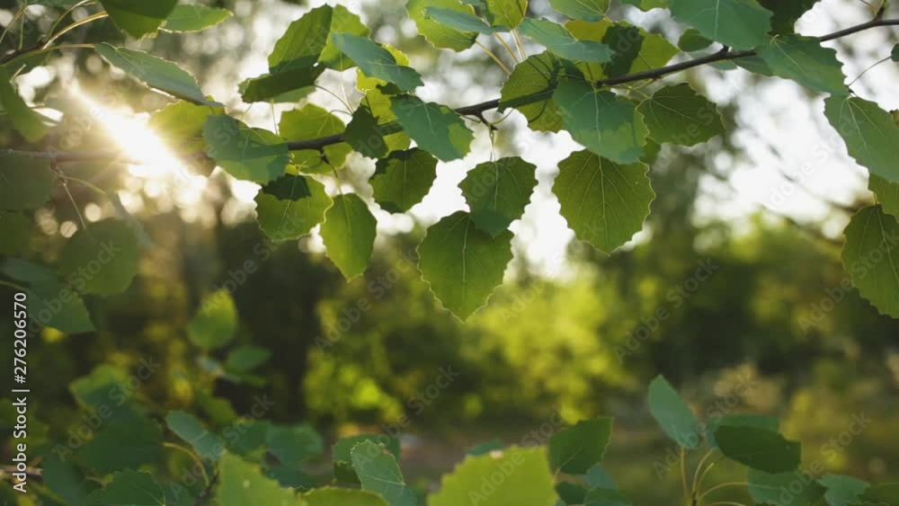 Beautiful green branches of tree isolated on sunny sunset sky ...