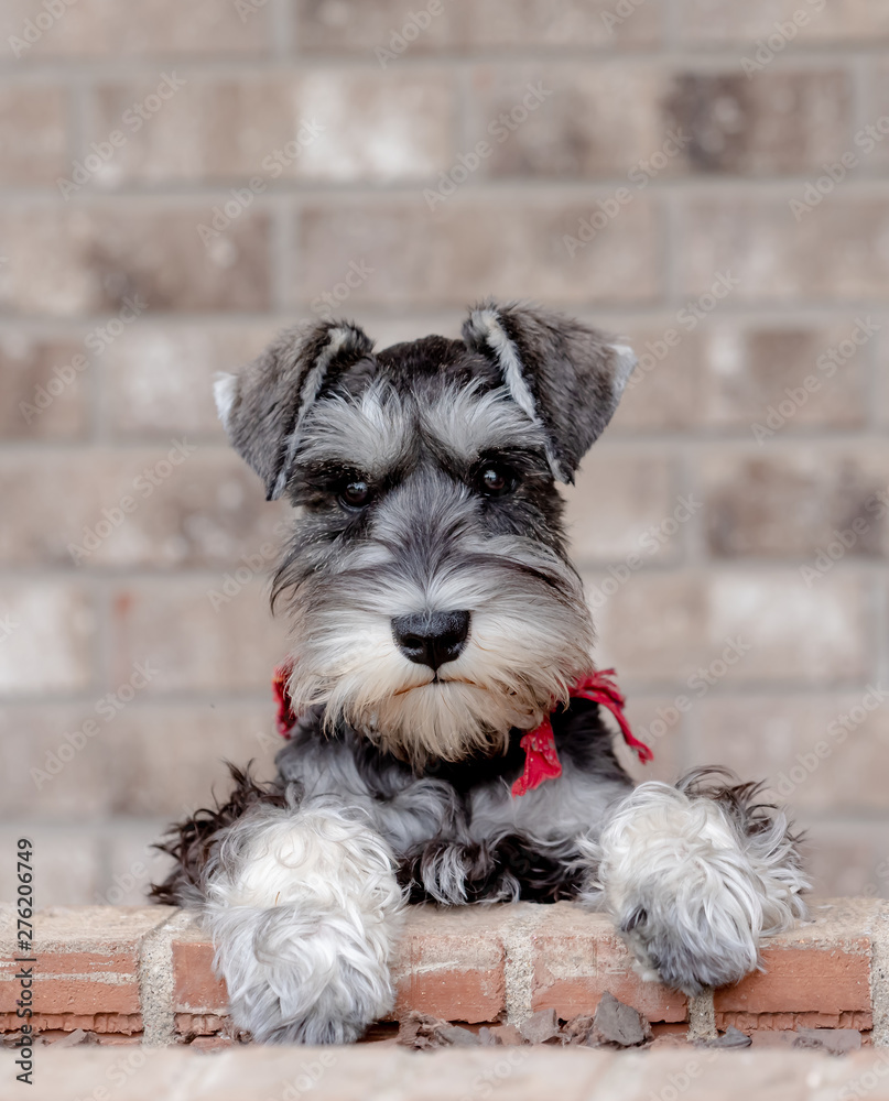 Mini Schnauzer Face