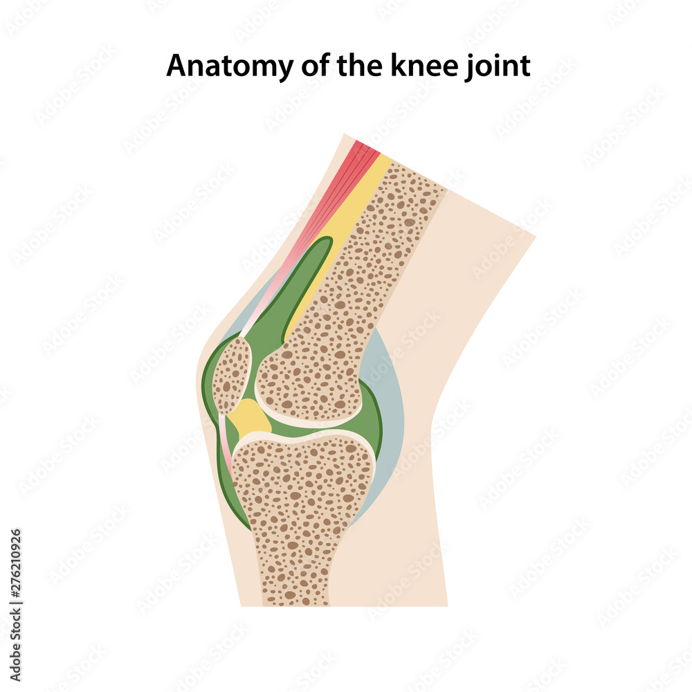 Anatomy of the knee joint. Sagittal view of a healthy knee joint is ...