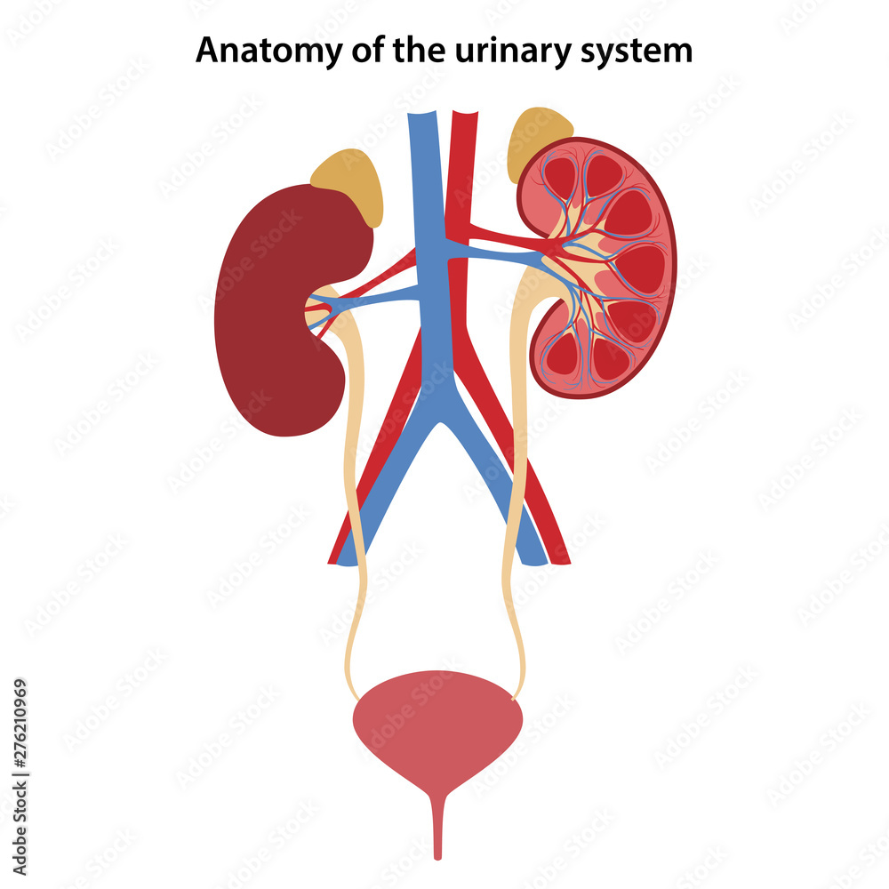 Anatomy of the human urinary system. Vector illustration. Stock Vector ... Anatomy of the human urinary system. Vector illustration. Stock Vector ...