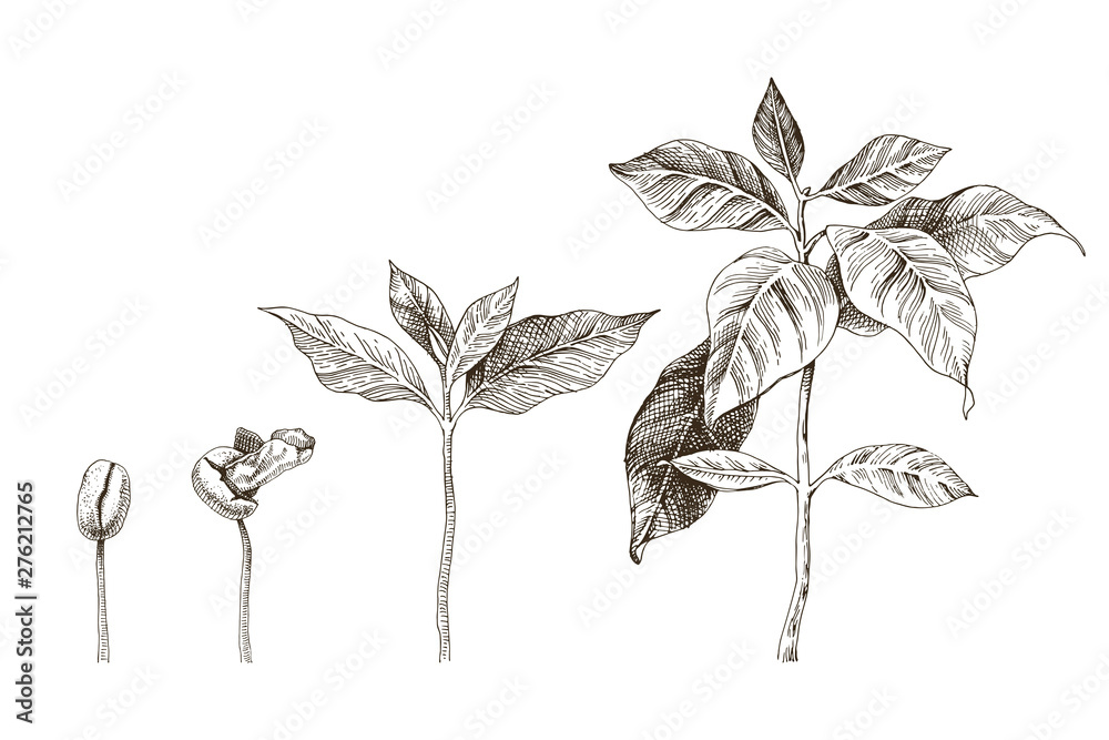 Hand drawn coffee seedlings. 4 stages of growing plant Stock Vector ...