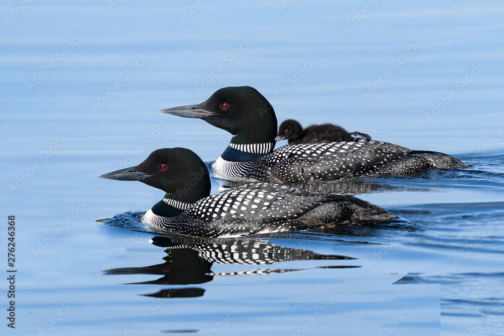 Male And Female Common Loon