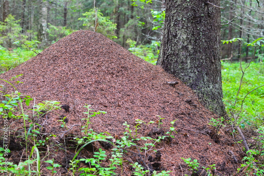 Ant Hill Inside
