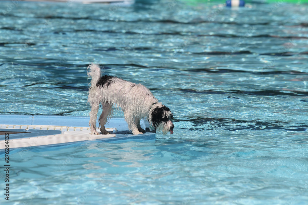 Can Dogs Drink Chlorinated Pool Water