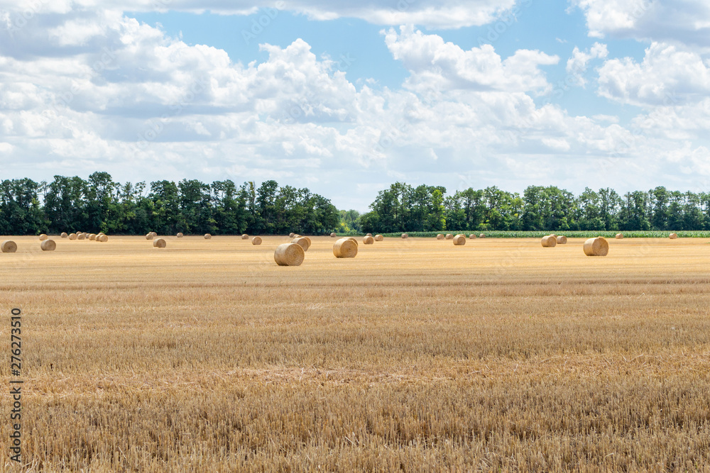 harvested cereal wheat barley rye grain field, with haystacks straw ...