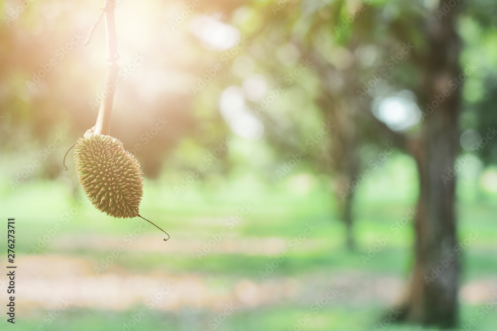 Volcano Durian fruit is fresh on the tree is useful plant with sunlight ...