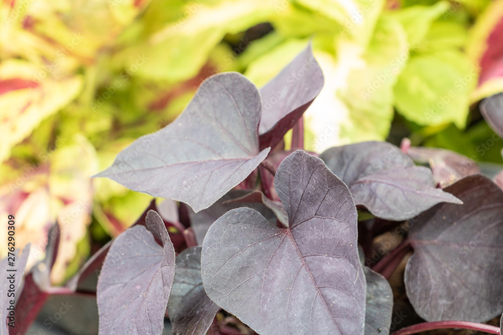 Ipomoea batatas ou patate douce avec son feuillage rouge noir Stock ...