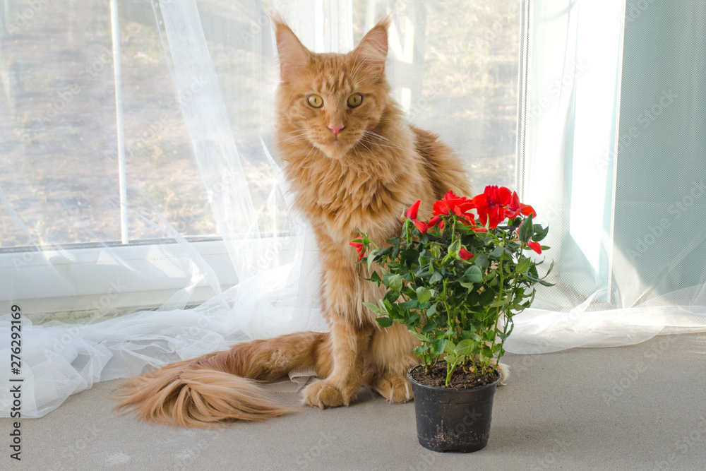Red marble Maine coon cat sits next to the red rose flowers in a pot ...