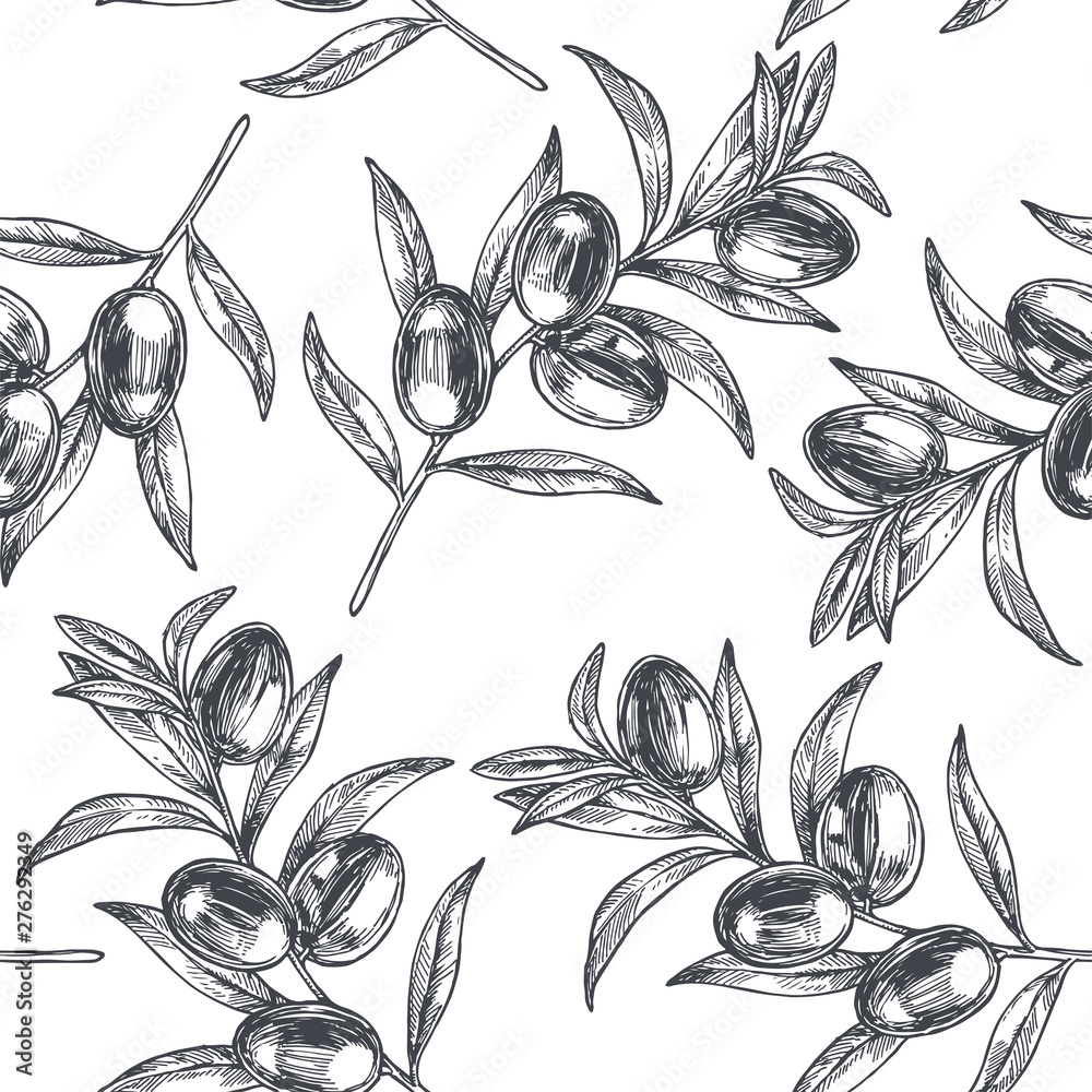 Olive Tree Botanical Drawing