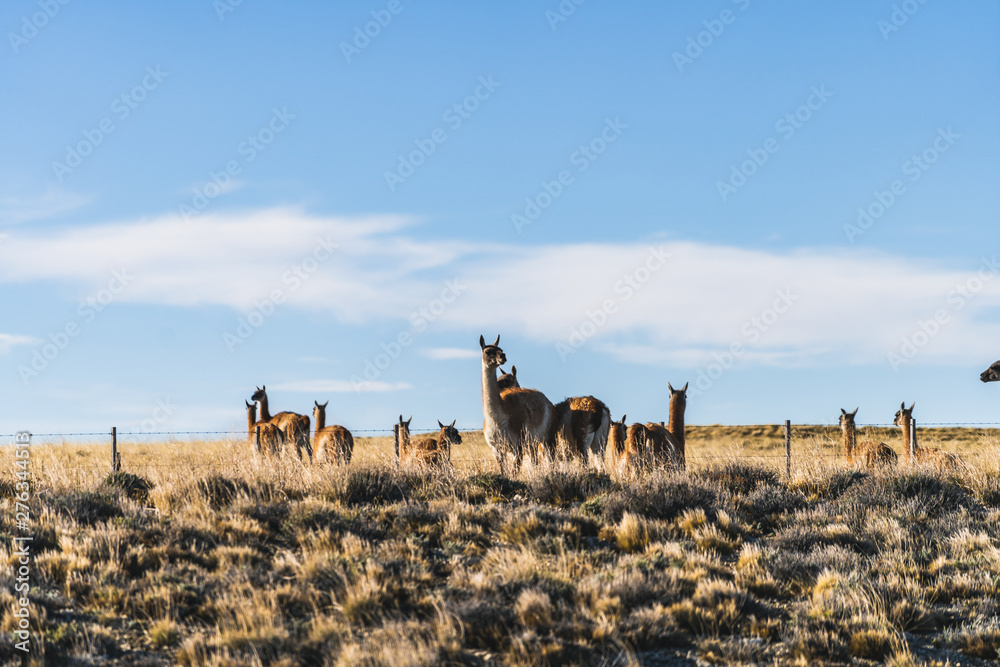 Cute group of guanaco wild nature animal with golden yellow grass in ...