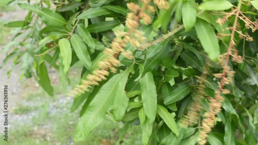 White flowers of the mango tree or Mangifera indica That sway in the ...
