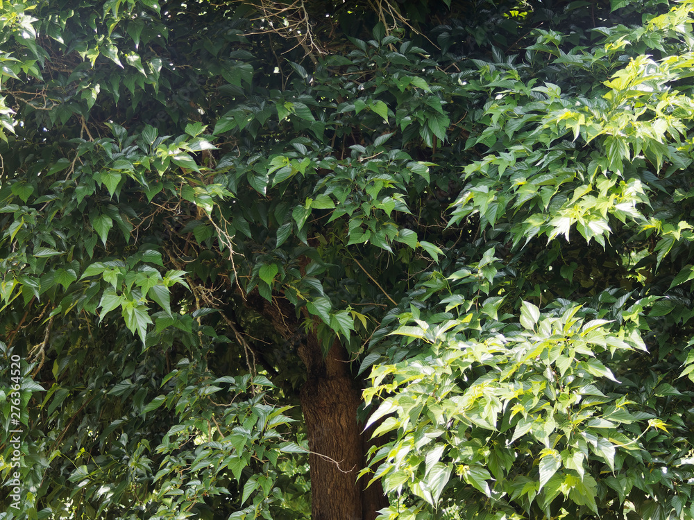 Morus australis - Mûrier à feuilles de platane Stock Photo | Adobe Stock
