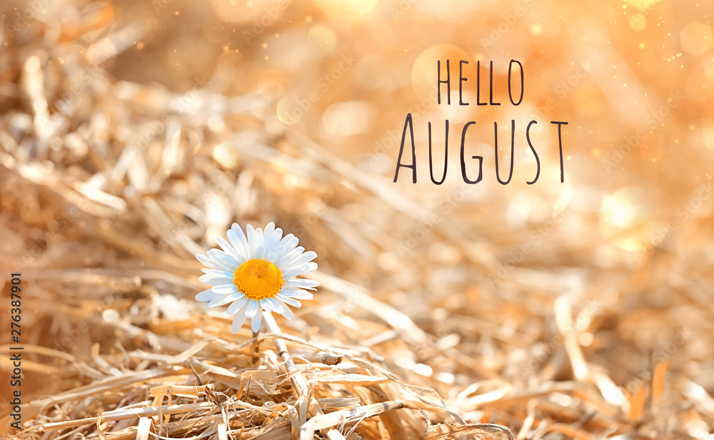 hello August. Yellow dry straw hay with white daisy flowers. concept of ...
