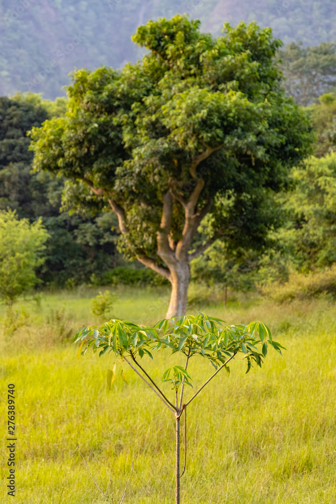 Big Tree Little Tree Backgrounds