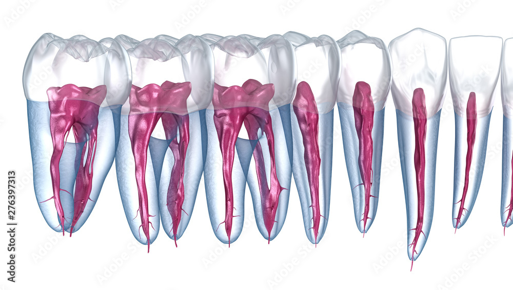 Dental root anatomy, Xray view. Medically accurate dental 3D ...