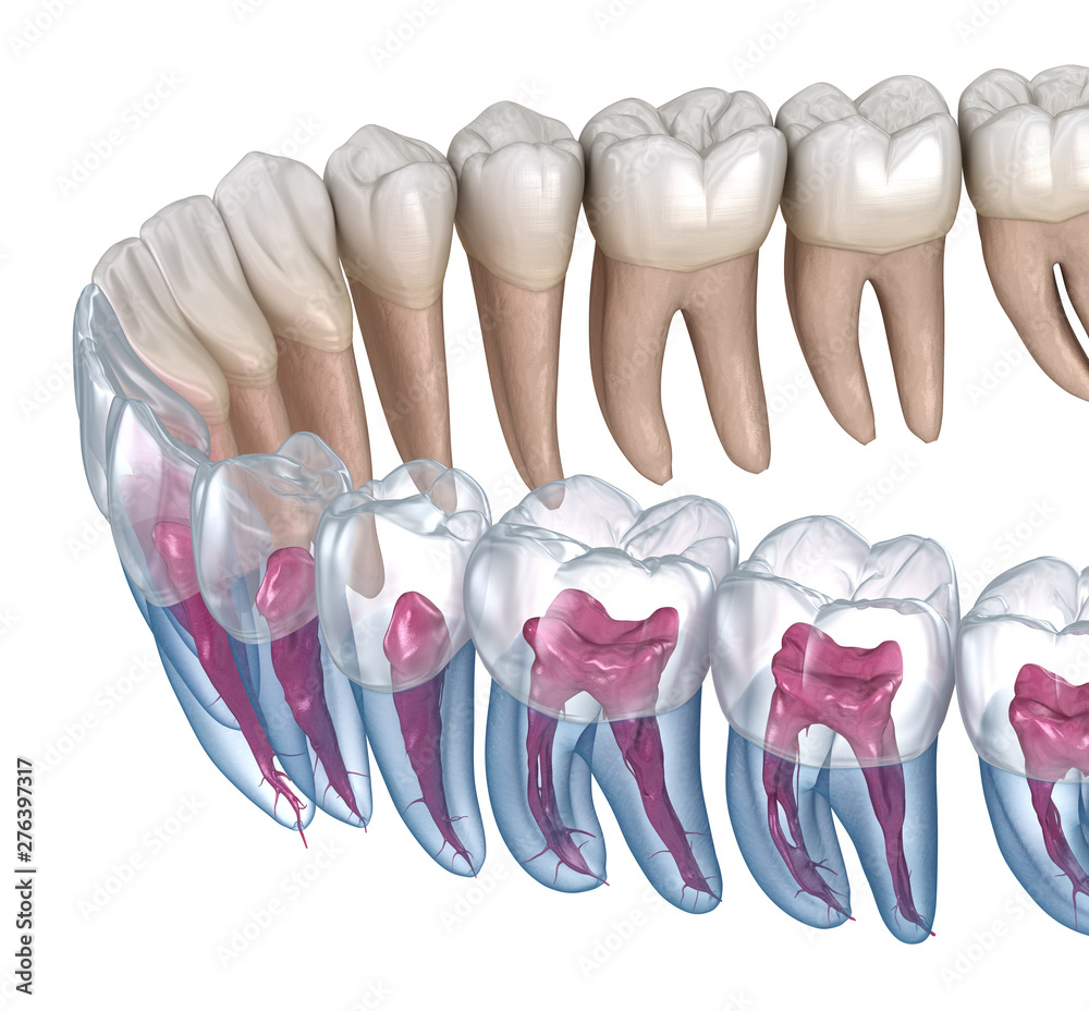 Dental root anatomy, Xray view. Medically accurate dental 3D ...