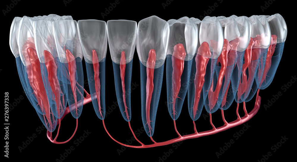 Dental root anatomy, Xray view. Medically accurate dental 3D ...
