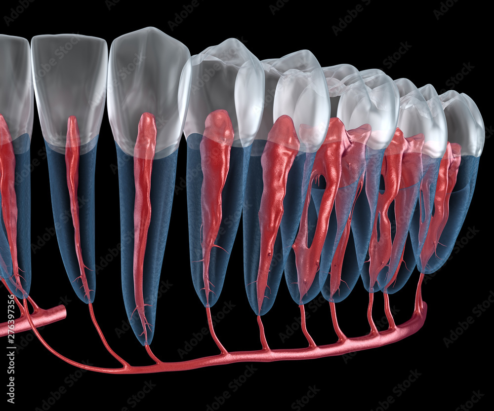 Dental root anatomy, Xray view. Medically accurate dental 3D ...