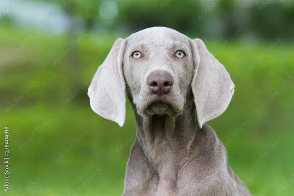 Hund Hunderasse Rassehund Weimeraner welpe Porträt grau schnauze ...