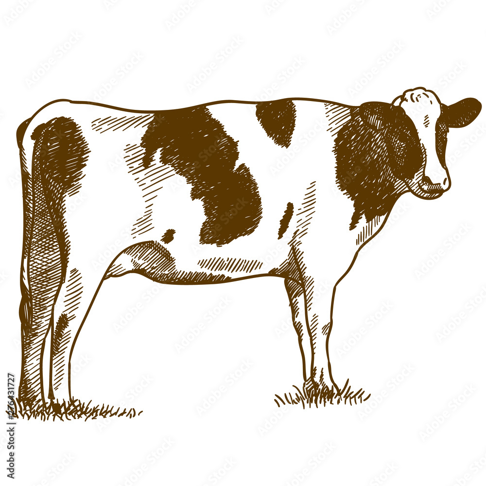 engraving drawing illustration of spotted cow Stock Vector | Adobe Stock