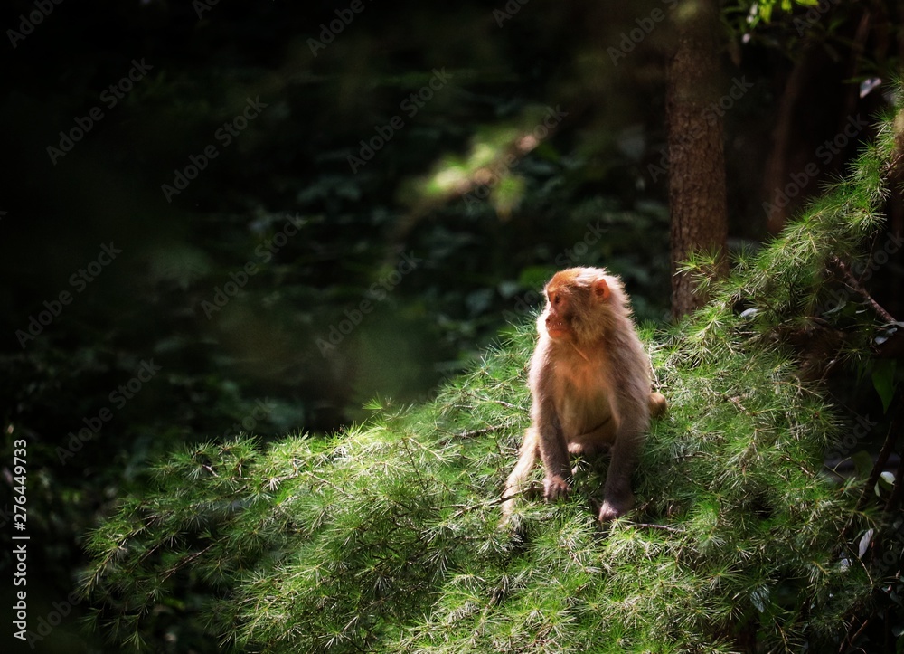 A monkey sitting on a tree Stock Photo | Adobe Stock