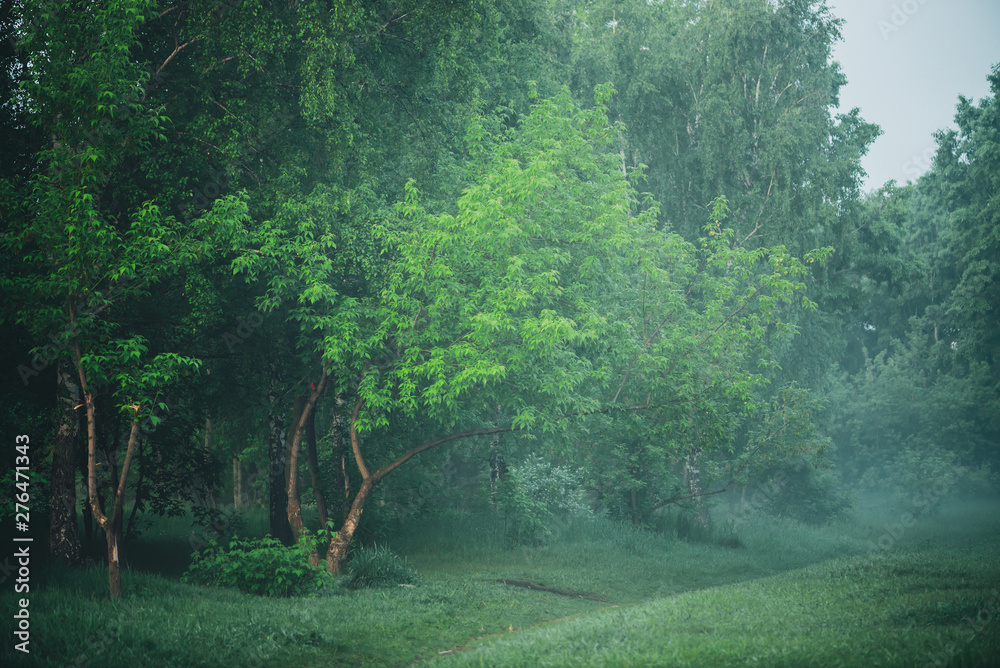 Foggy Green Forest Background