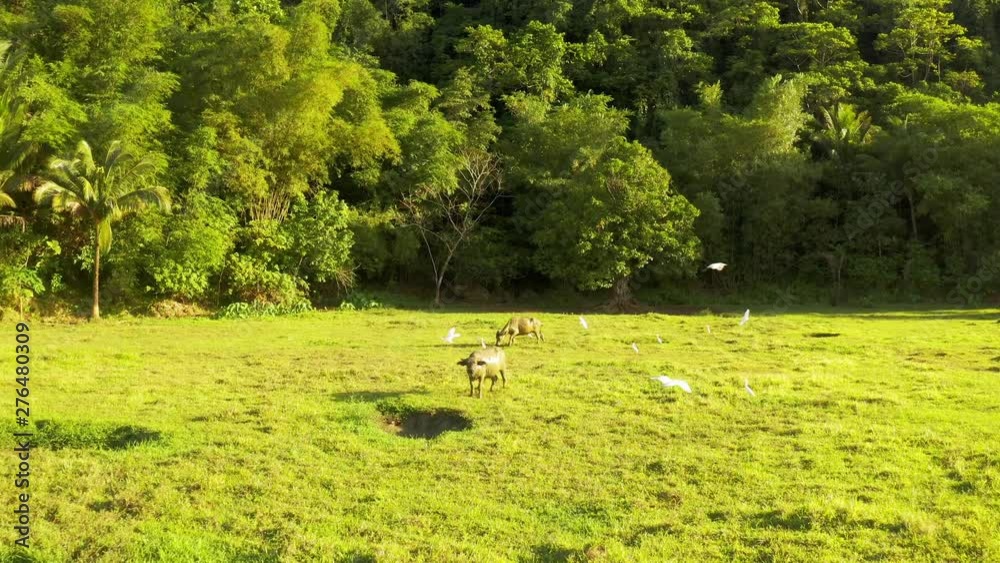 Tropical countryside with green forest, field and buffalo. Carabao bull ...