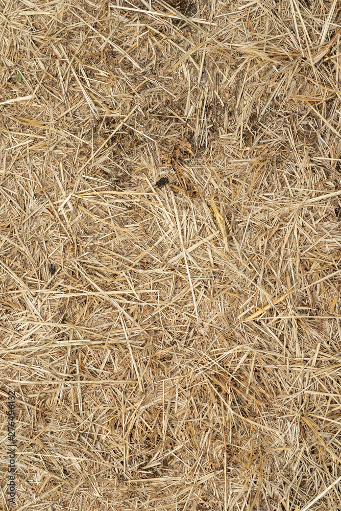 Macro texture of crushed dry grass,straw in the sun. Stock Photo ...
